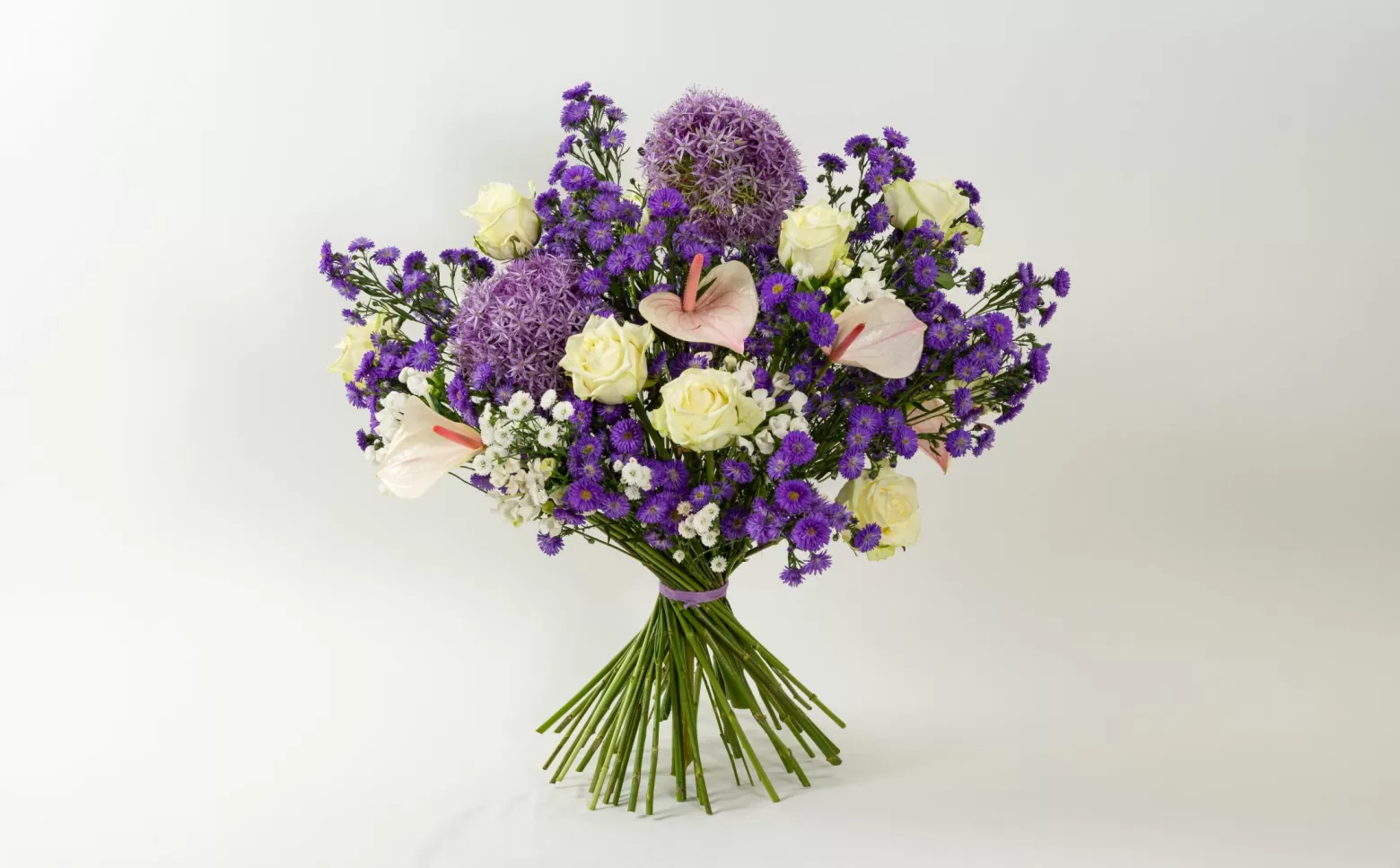 Aster Dark Milka | Marginpar